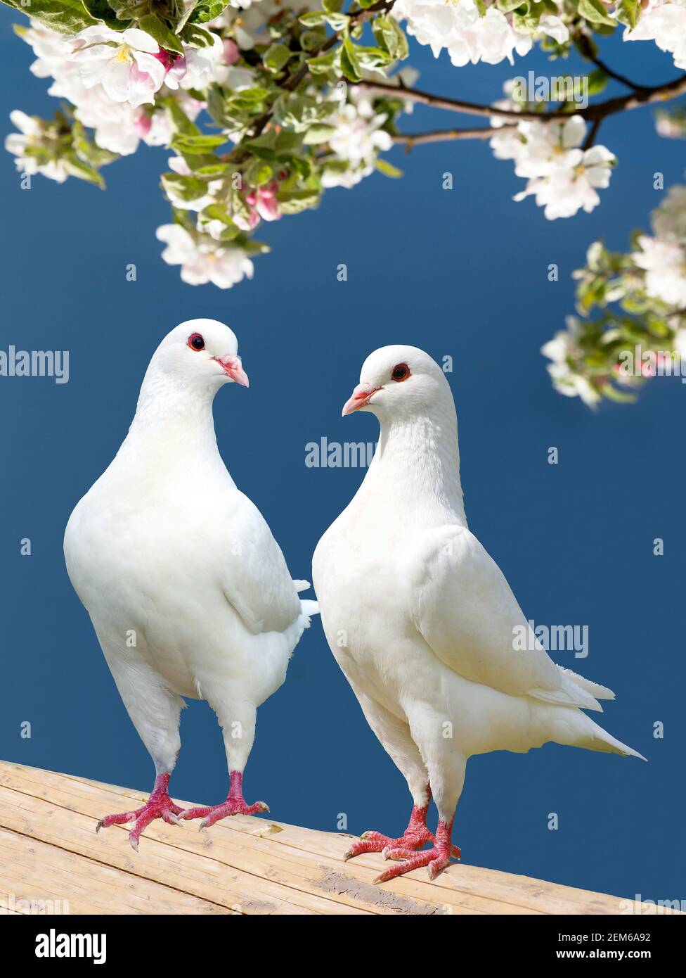 two white pigeon on flowering background - imperial pigeon - ducula ...