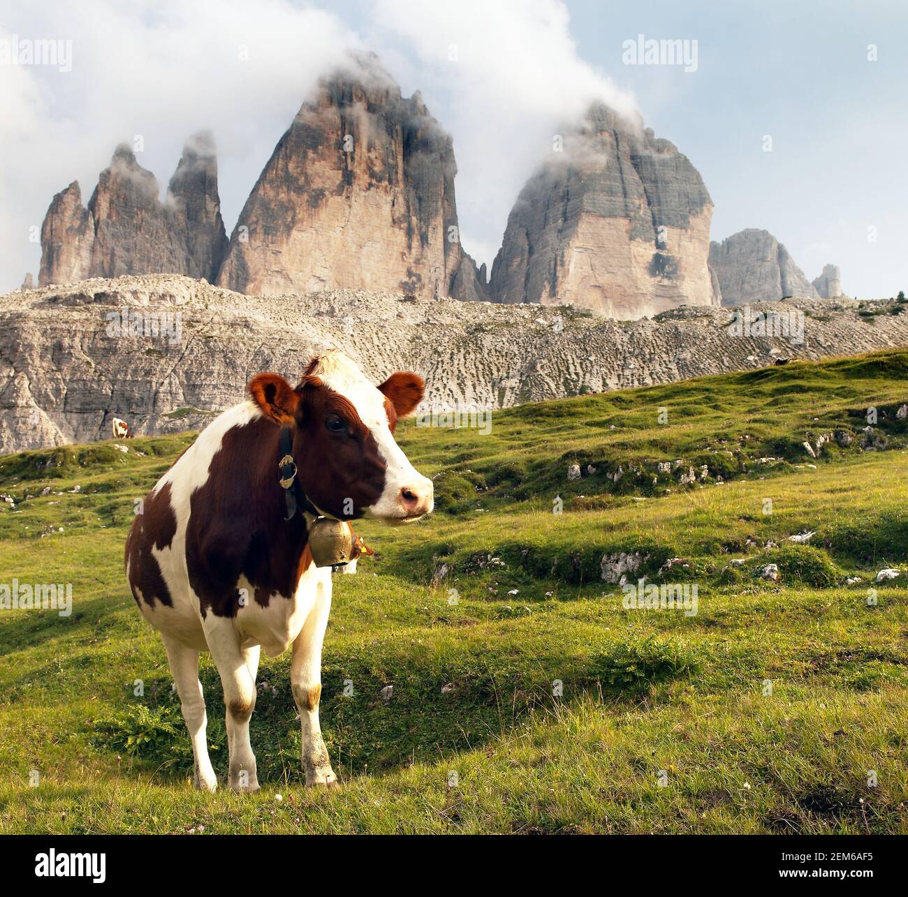 Dolomiti cow hi-res stock photography and images - Alamy