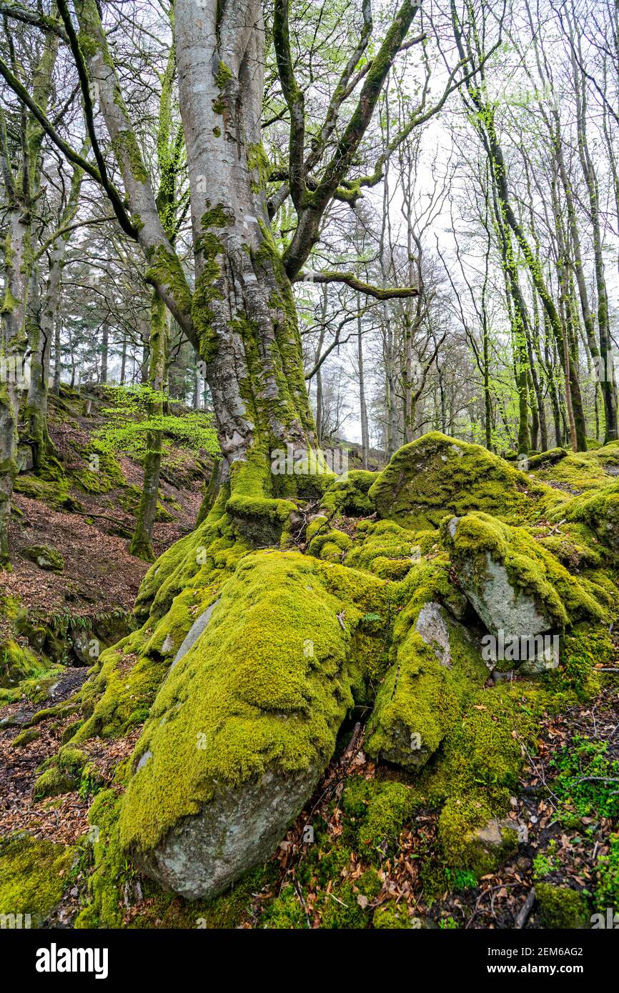 County Wicklow, Ireland. 7th May, 2016. Cloghleagh wood in Wicklow ...