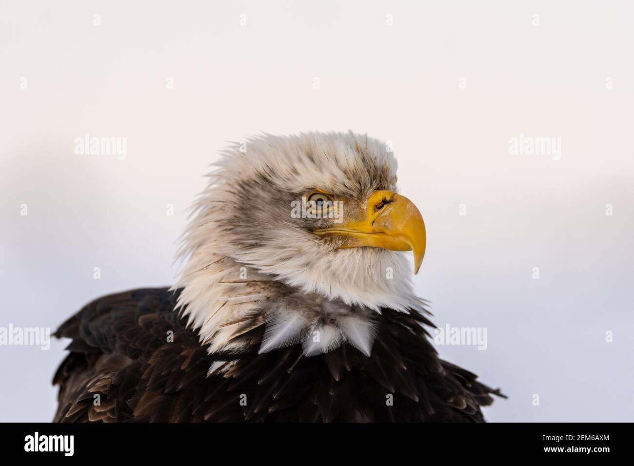 Bald eagle battle hi-res stock photography and images - Alamy