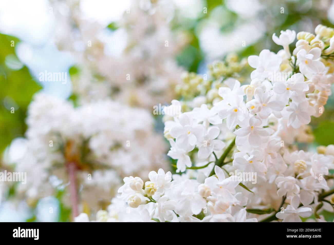 White lilac. Spring blooming flowers of White lilac on lilac bushes ...