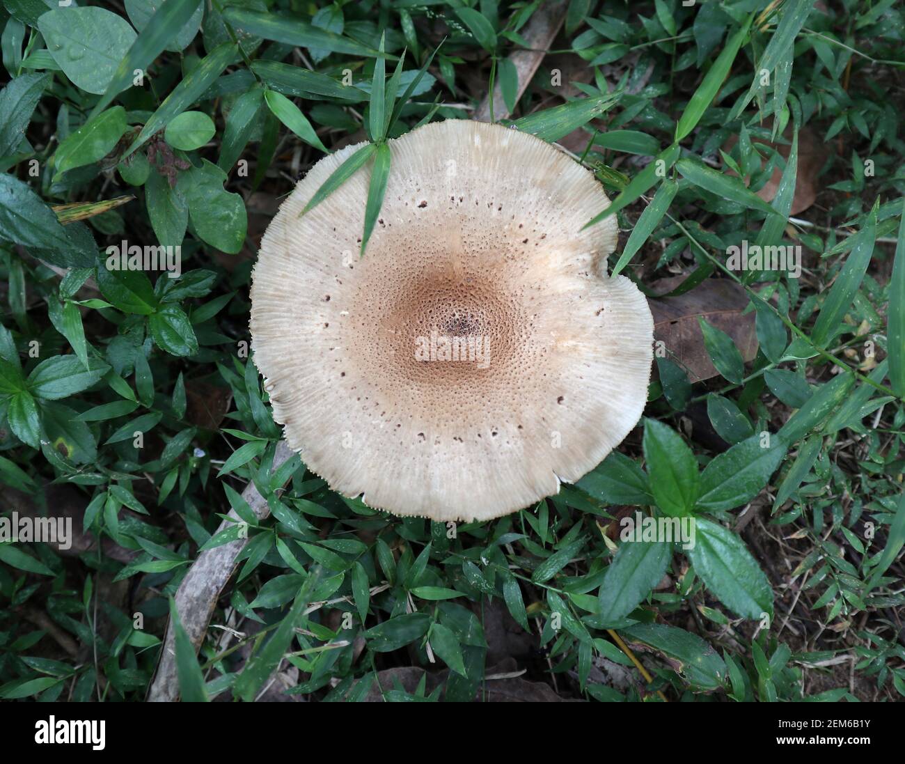 Large brown mushroom hi-res stock photography and images - Alamy