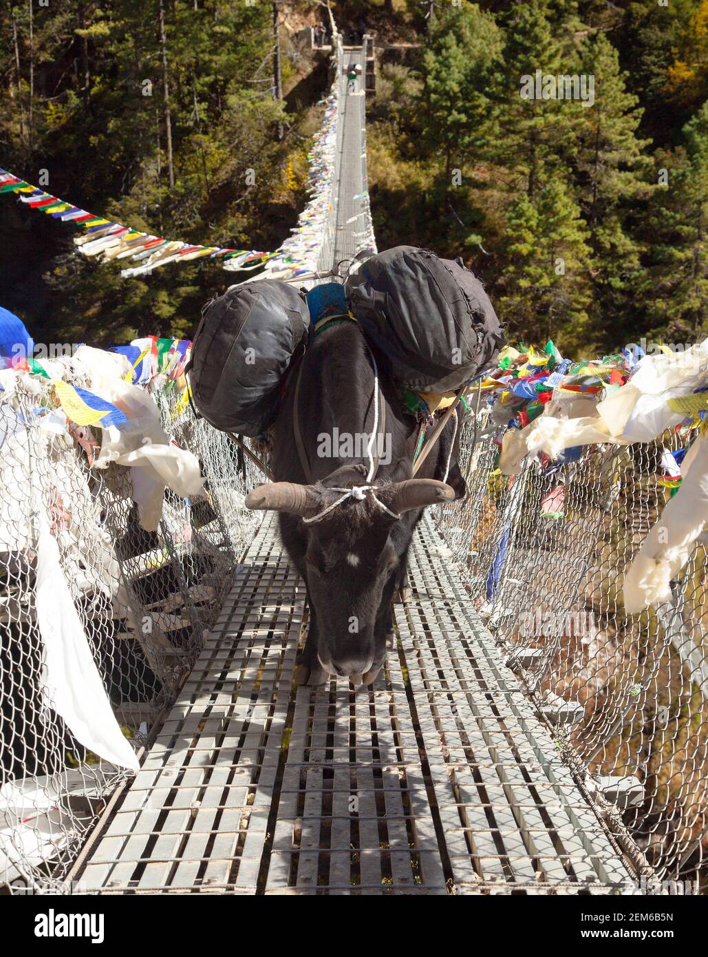 Yaks on rope hanging suspension bridge on the way to Mount Everest base ...