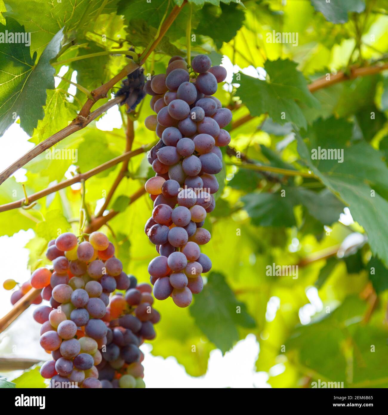 Red Grape growing on wine in vineyard. Ripe Grape fruit harvest in ...