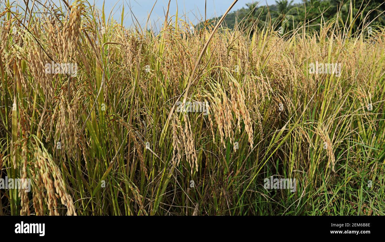 Few well ripened rice spikes are bent to the ground Stock Photo - Alamy
