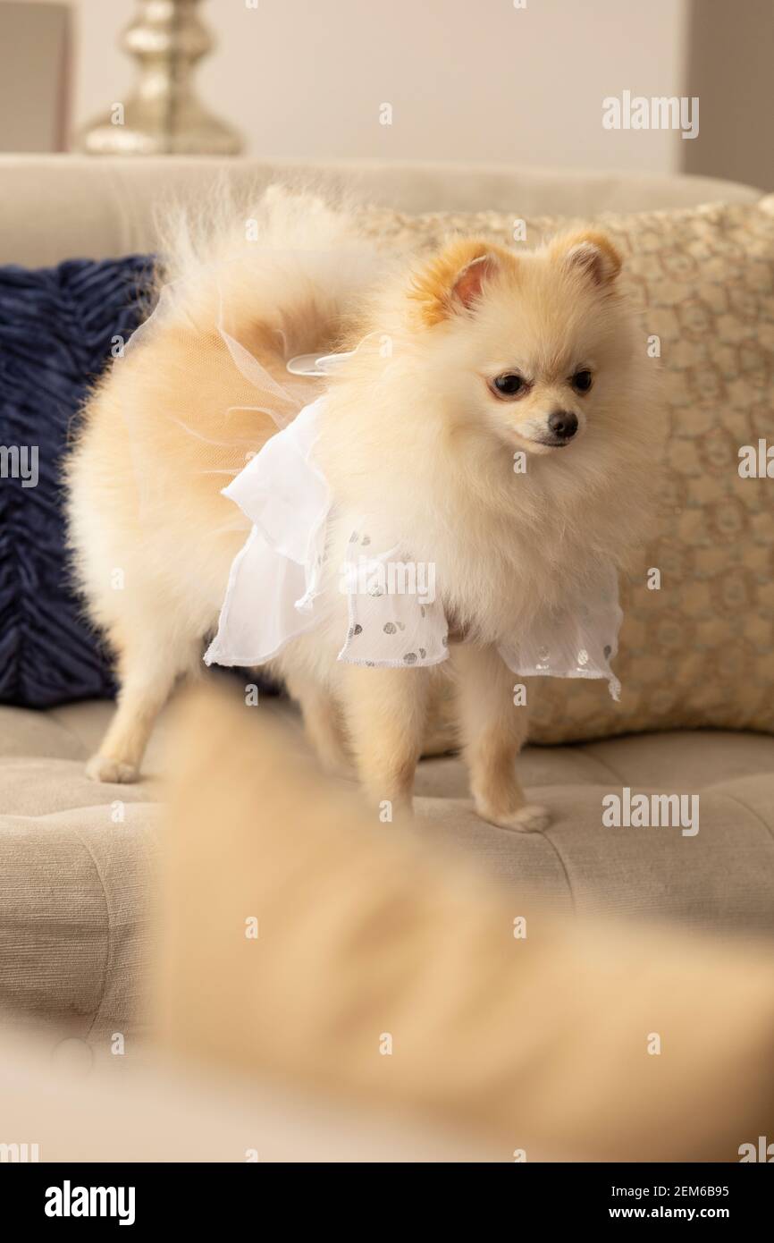 detail of a dog inside the home, domestic mammal animal wearing clothes ...