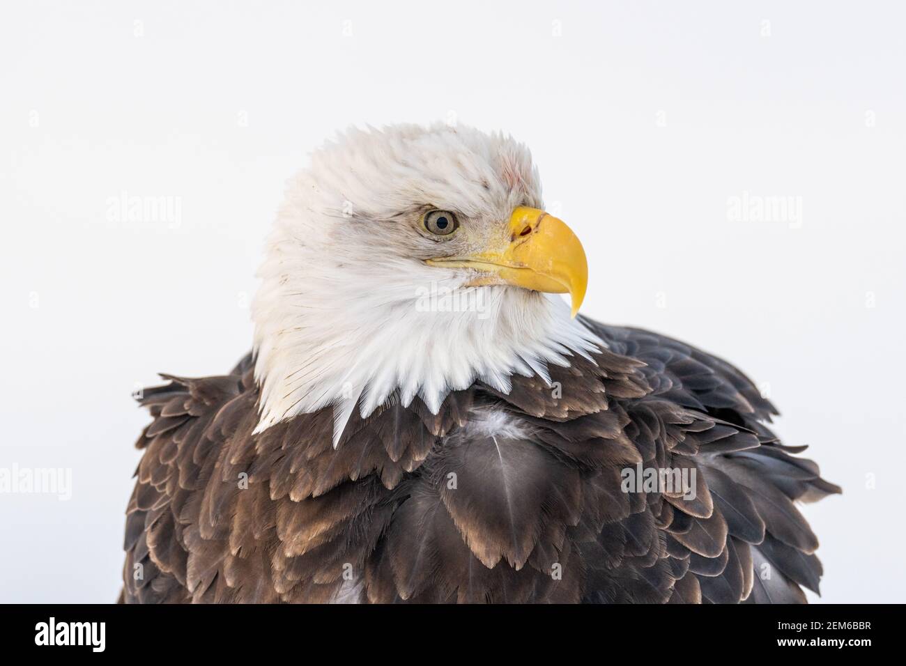 Scruffy Bird High Resolution Stock Photography and Images - Alamy