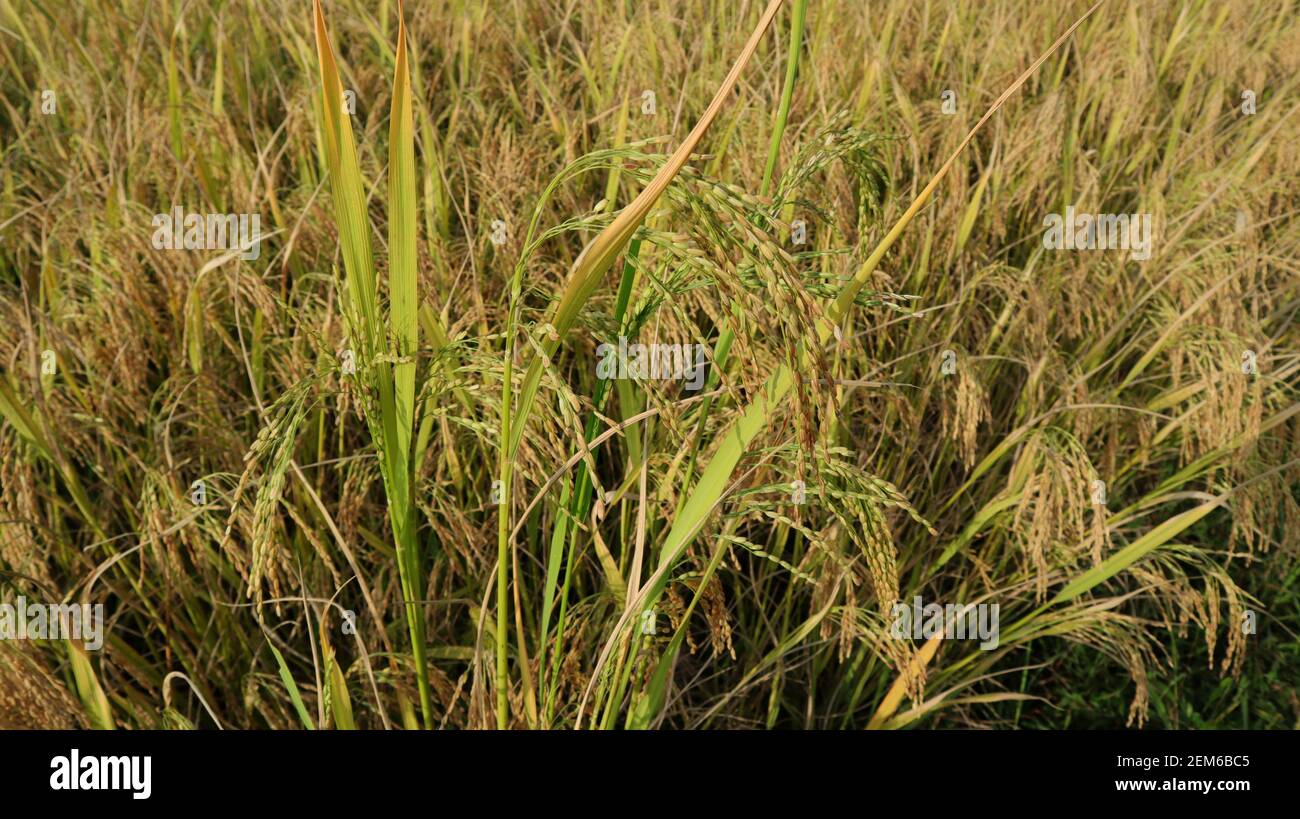 Side view of a paddy plant full with well ripened rice spikes in the ...