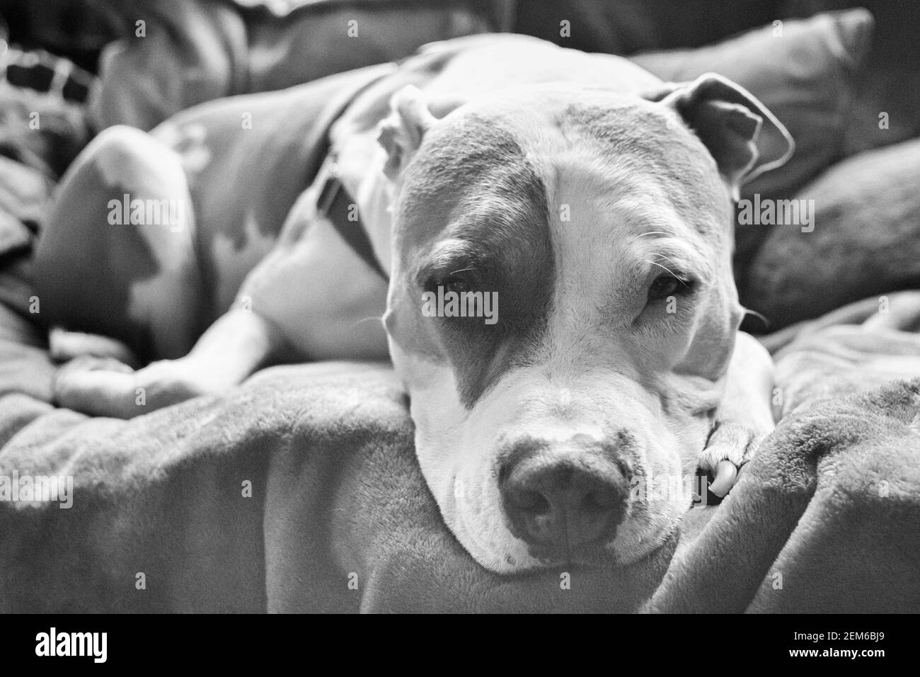 Working terriers hi-res stock photography and images - Alamy