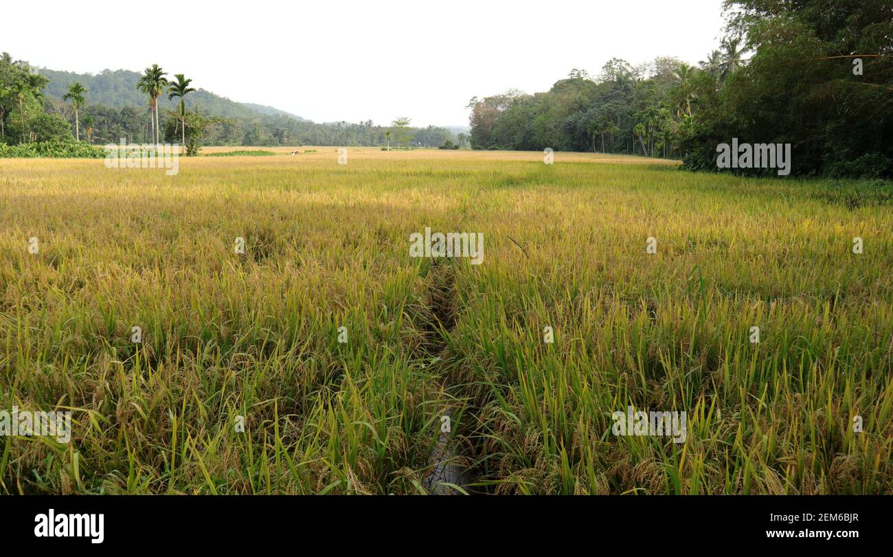 Beautiful view of a paddy field in Sri lanka Stock Photo - Alamy