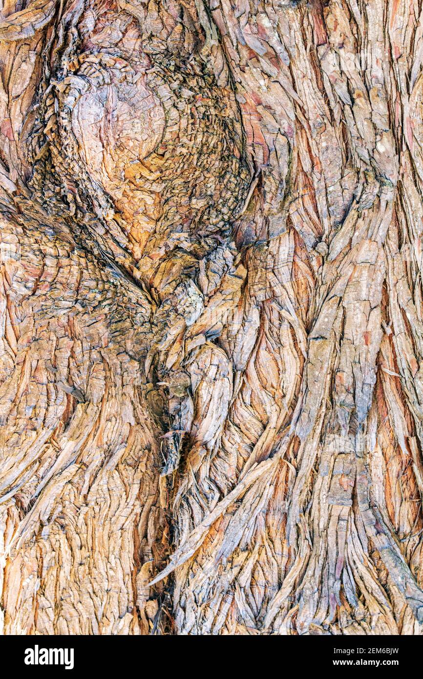 A close-up shot of the bark on a tree creates a subtle abstract design ...