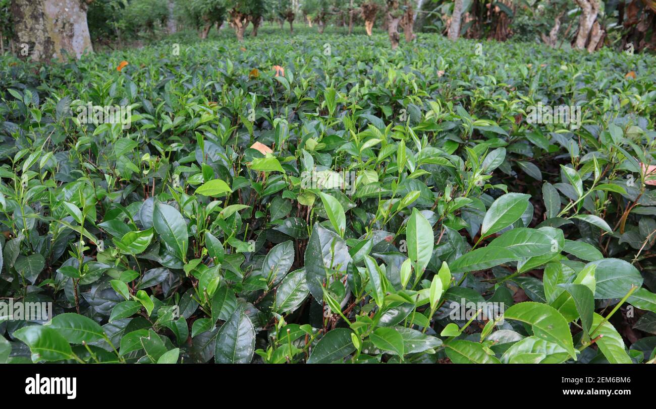 Selective focus on tea branches and leaves in tea estate at Sri lanka ...