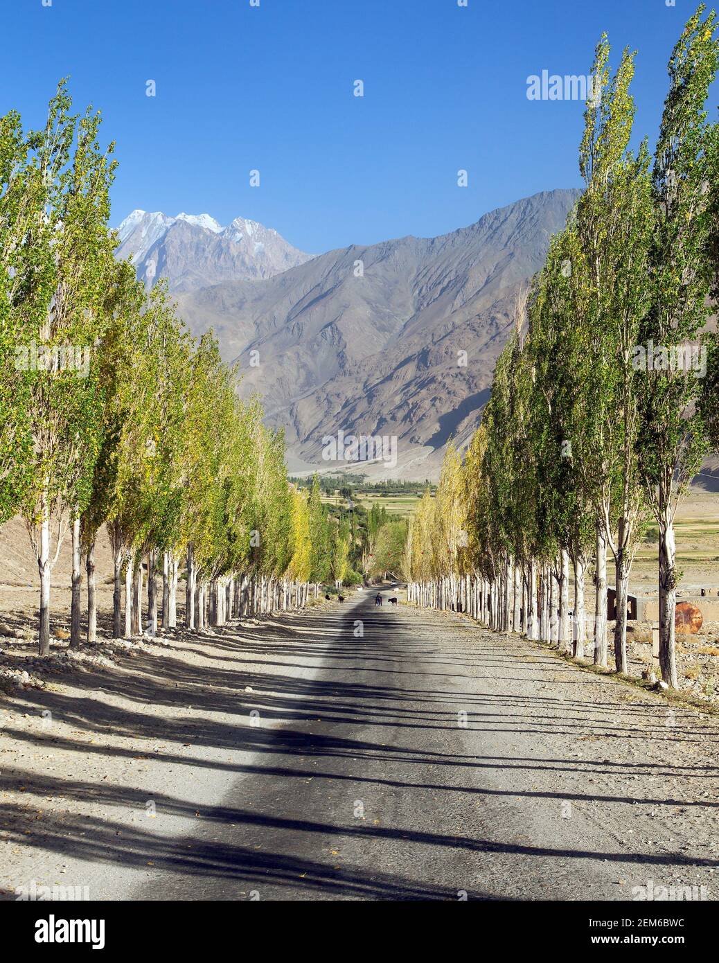 Pamir highway, road and alley of poplar trees and Pamir mountains ...