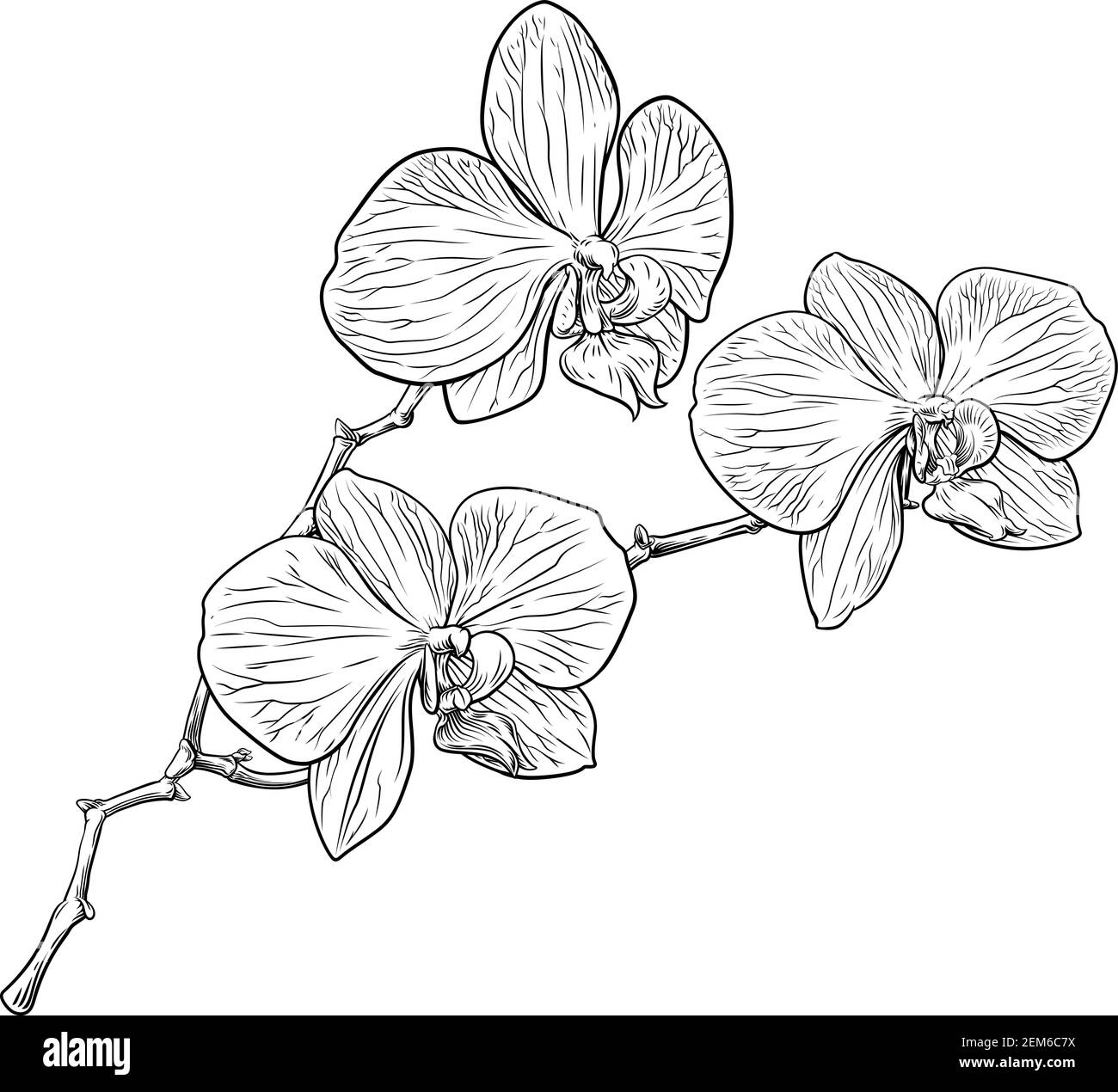 Orchid branch hand drawn Black and White Stock Photos & Images - Alamy