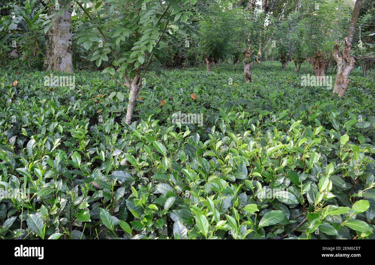 A picture a low country tea estate in Sri lanka Stock Photo - Alamy