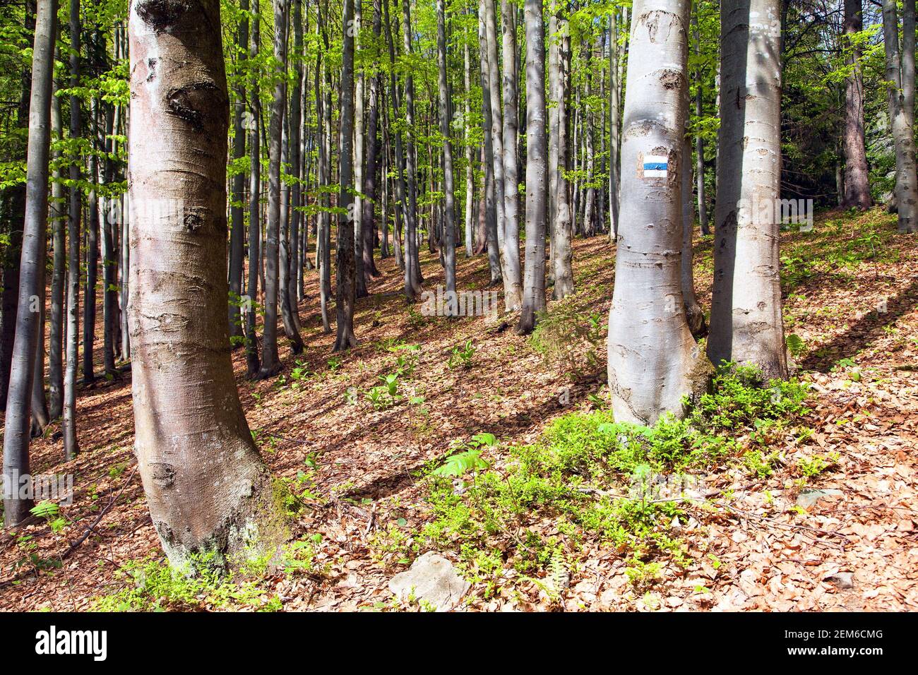 Woodland view scenic trees path pathway hi-res stock photography and ...