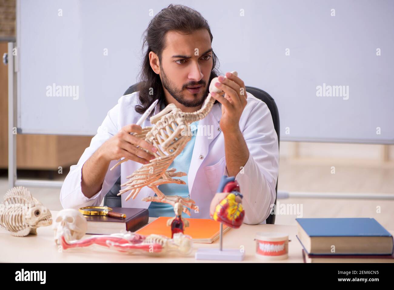 Young zoologist examining bird skeleton Stock Photo - Alamy