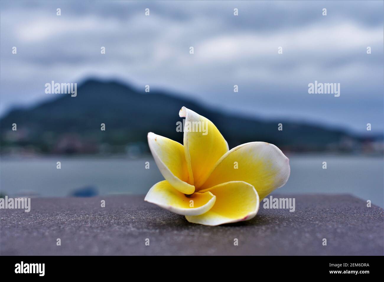 Forgotten flower hi-res stock photography and images - Alamy