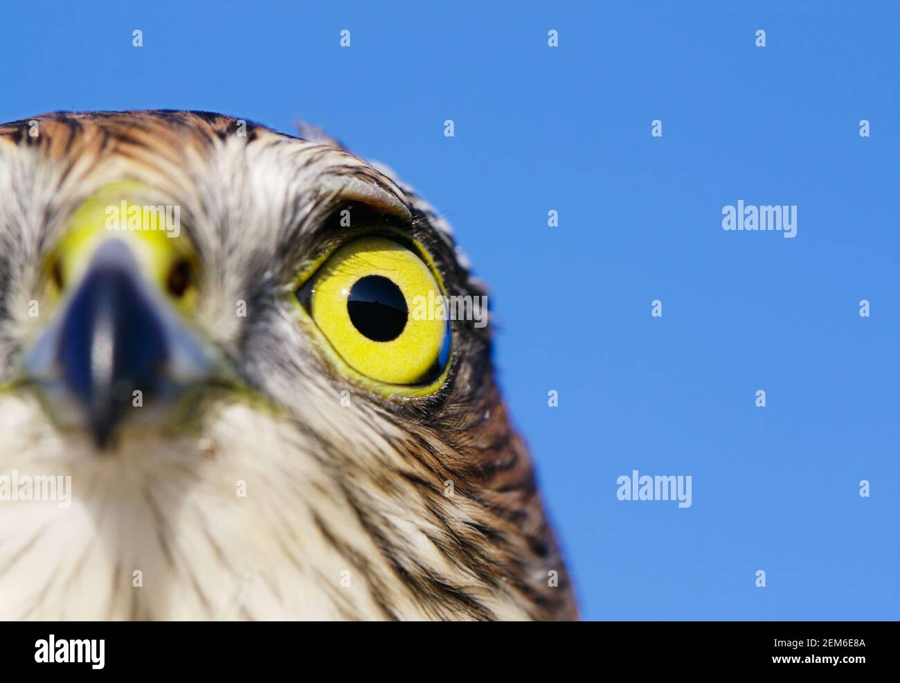 Birds of Europe - Sparrow-hawk (Accipiter nisus). Front view Stock ...