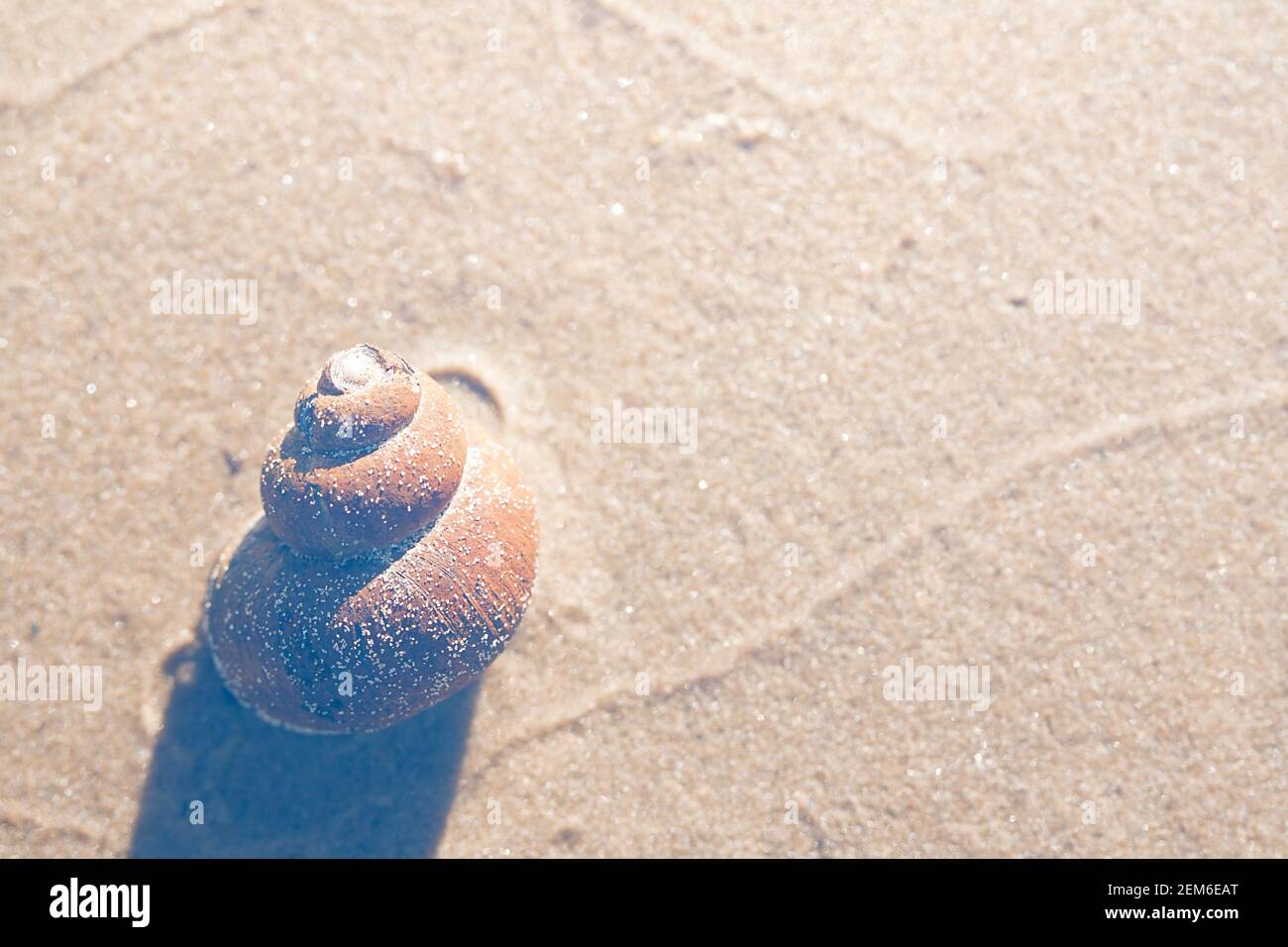 spiral sea shell on the beach at sunset Stock Photo - Alamy