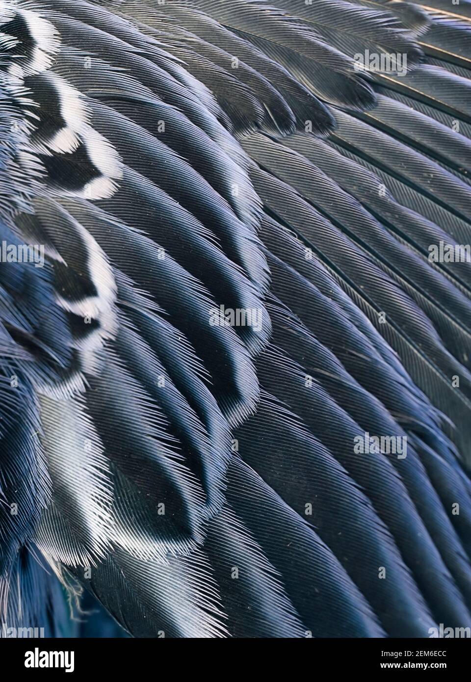 Fringe wing hi-res stock photography and images - Alamy