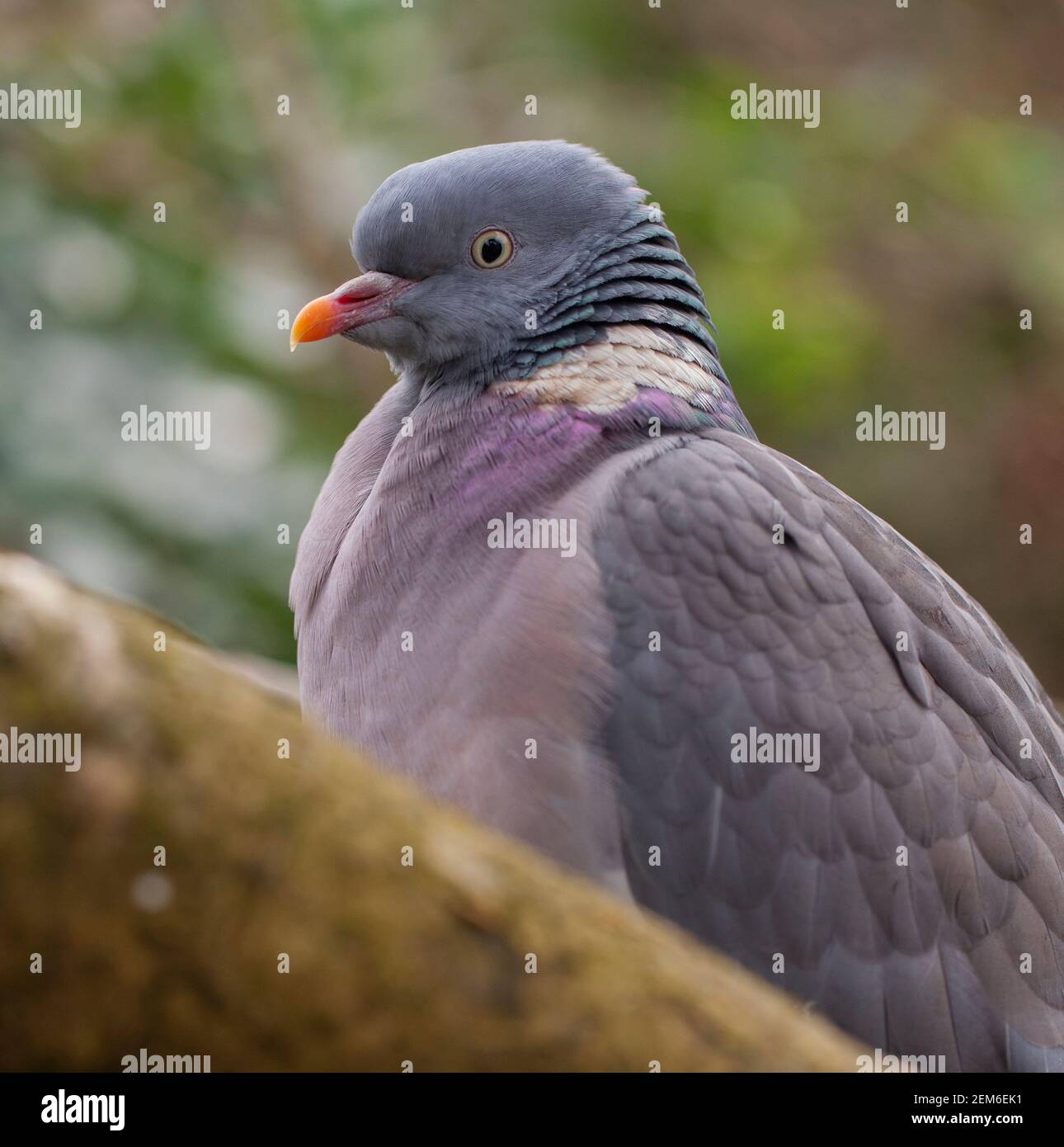 Close up portrait of a Wood Pigeon (Columba palumbus Stock Photo - Alamy