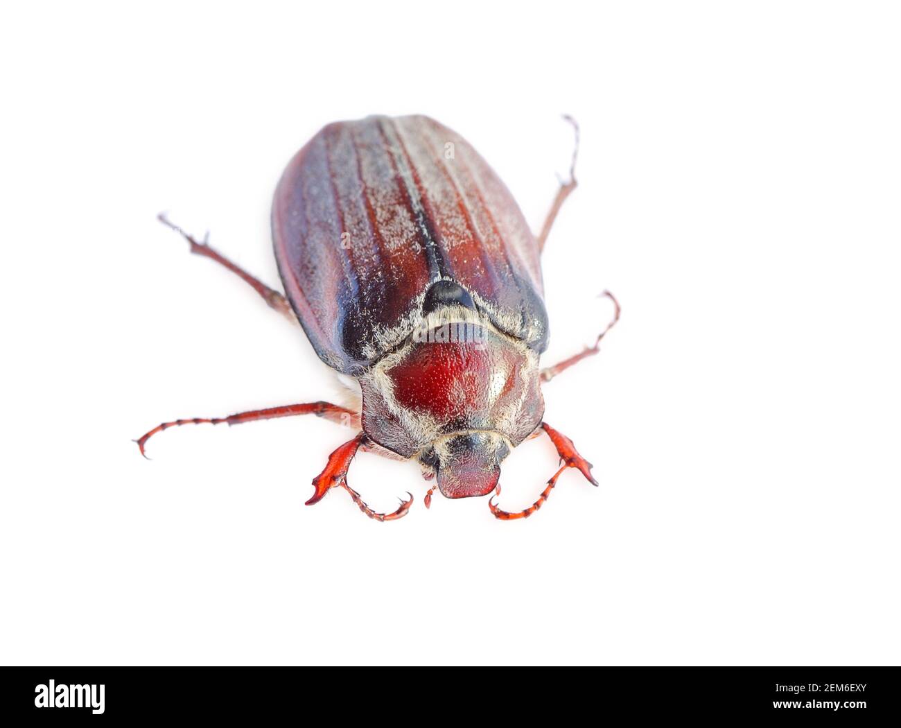 chafer isolated on white background close-up Stock Photo - Alamy