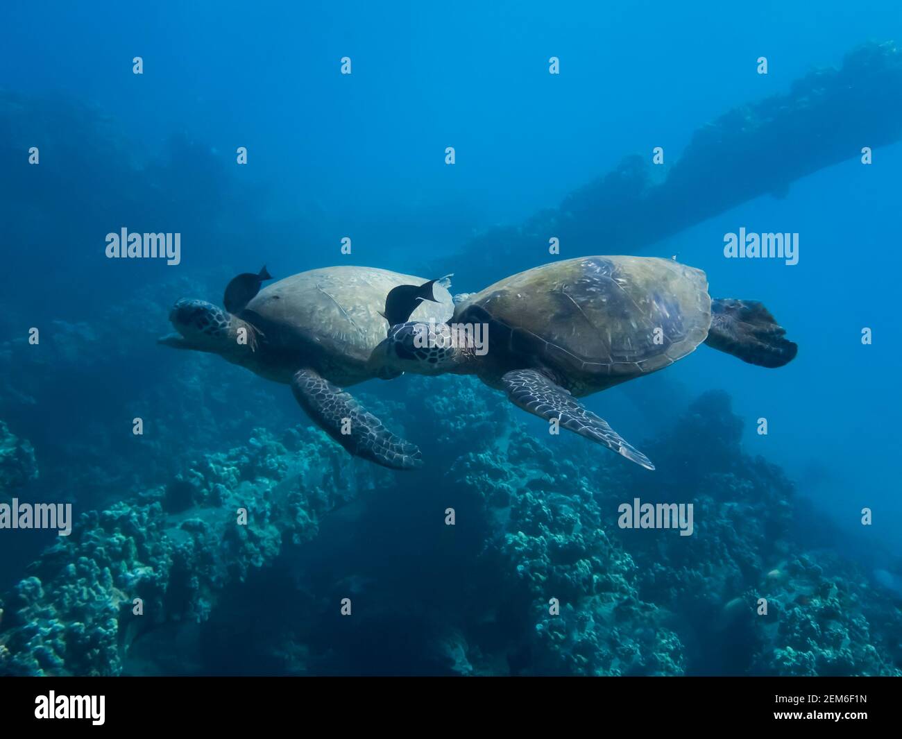 Sea Turtles Swimming With Fish