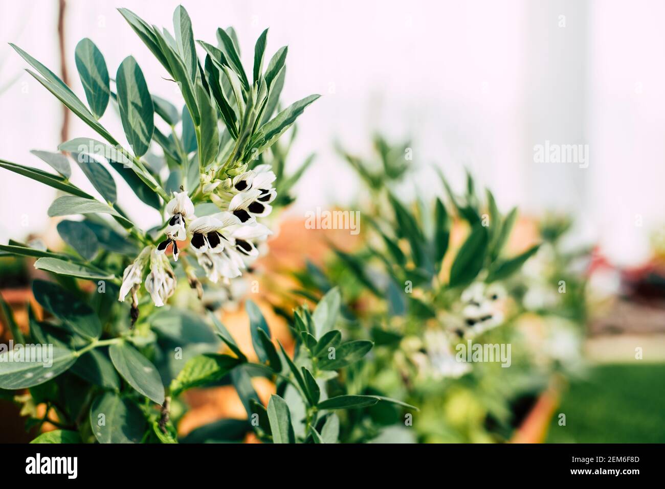 Vicia faba, known as broad beans, have white and black flowers from ...