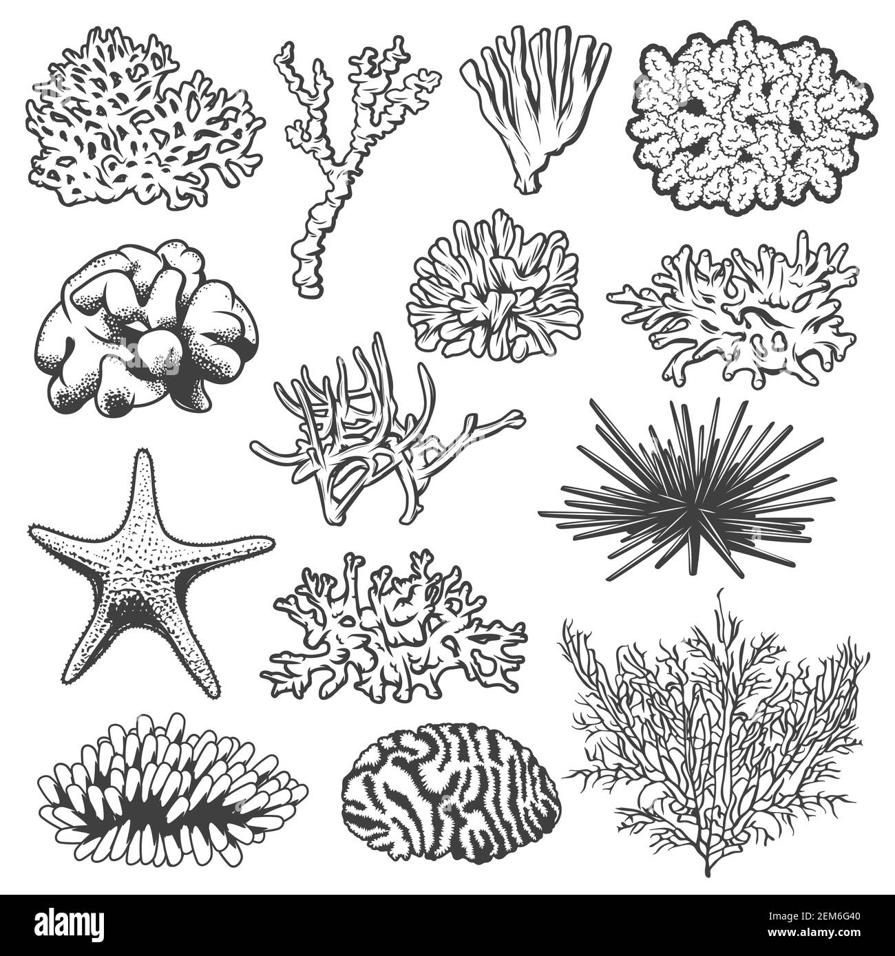 Coral Reef Vector