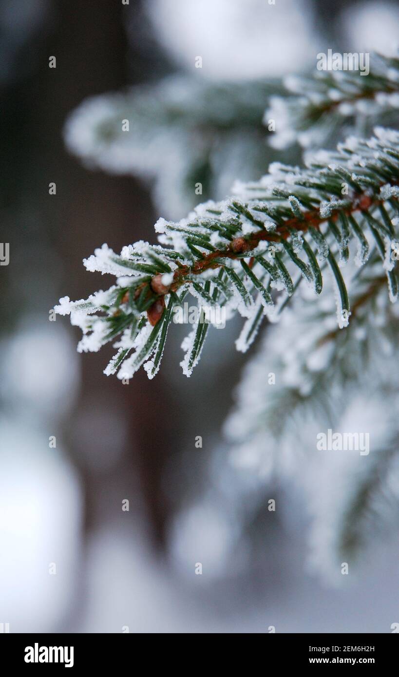 Detail of an fir tree branch with icy and snow crystals in winter Stock ...