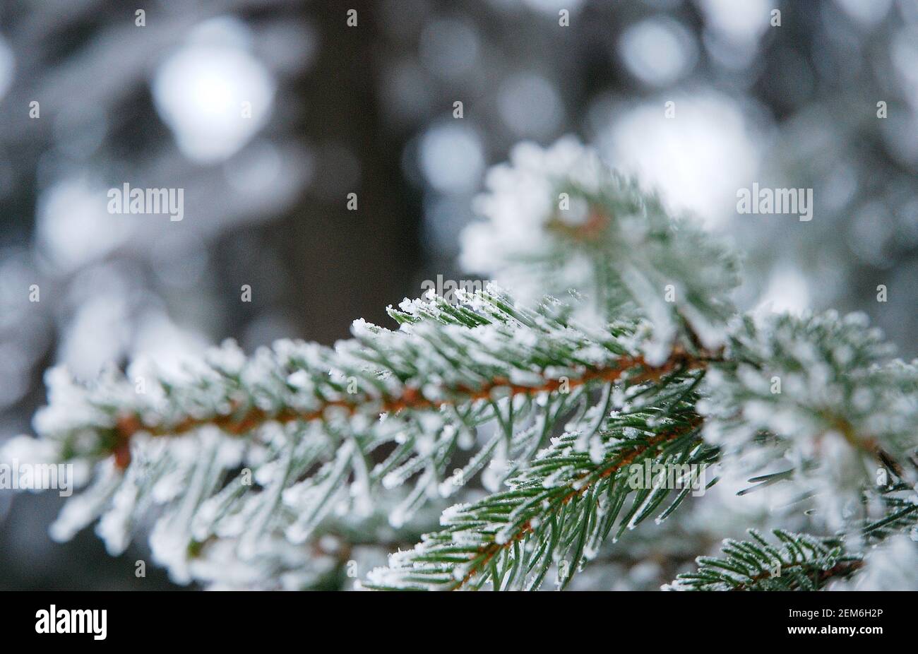 Snow and ice covered fir tree branch winter symbol subjective focus ...