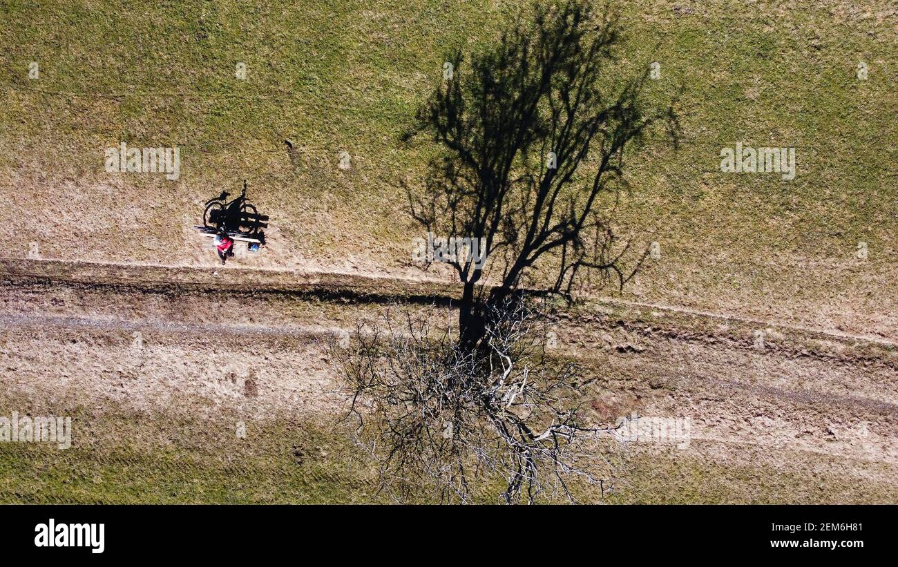 Aerial drone shot of a tree and a bench with a cyclist with light and ...