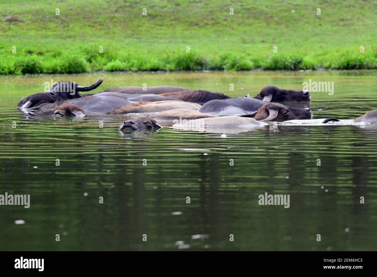 Wading in a pond hi-res stock photography and images - Alamy