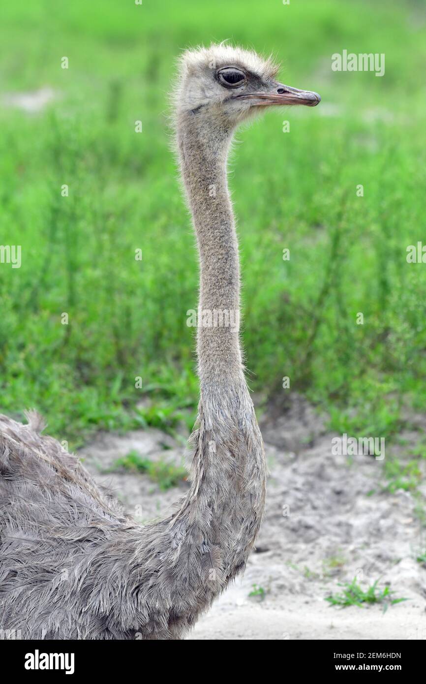 An young ostrich walks by at head and shoulders height Stock Photo - Alamy