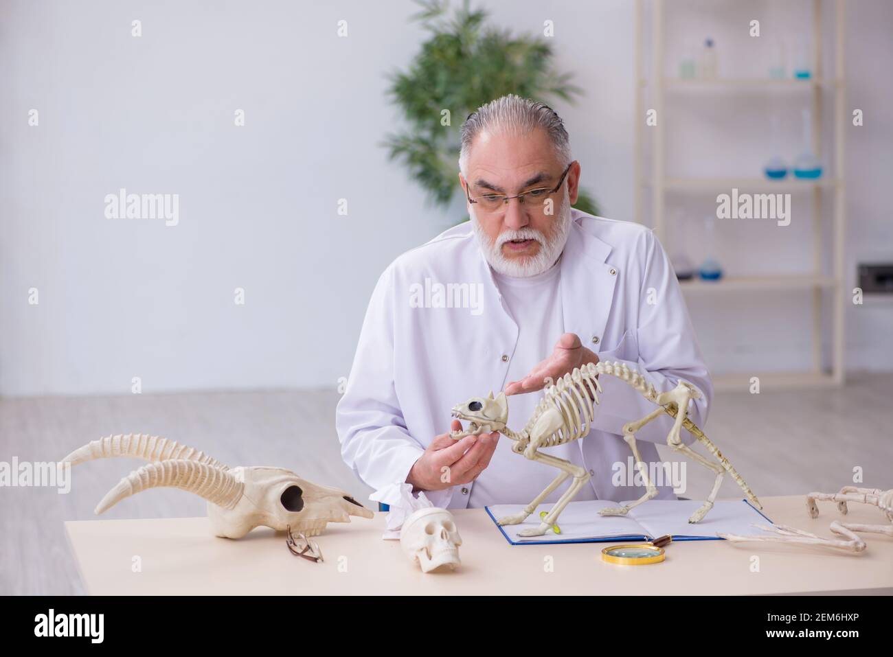 Old paleontologist examining ancient animals at lab Stock Photo - Alamy