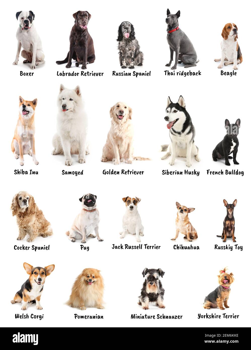 Different breeds of dogs on white background Stock Photo - Alamy