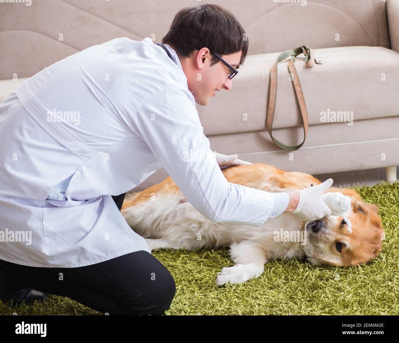The vet doctor examining golden retriever dog at home visit Stock Photo ...