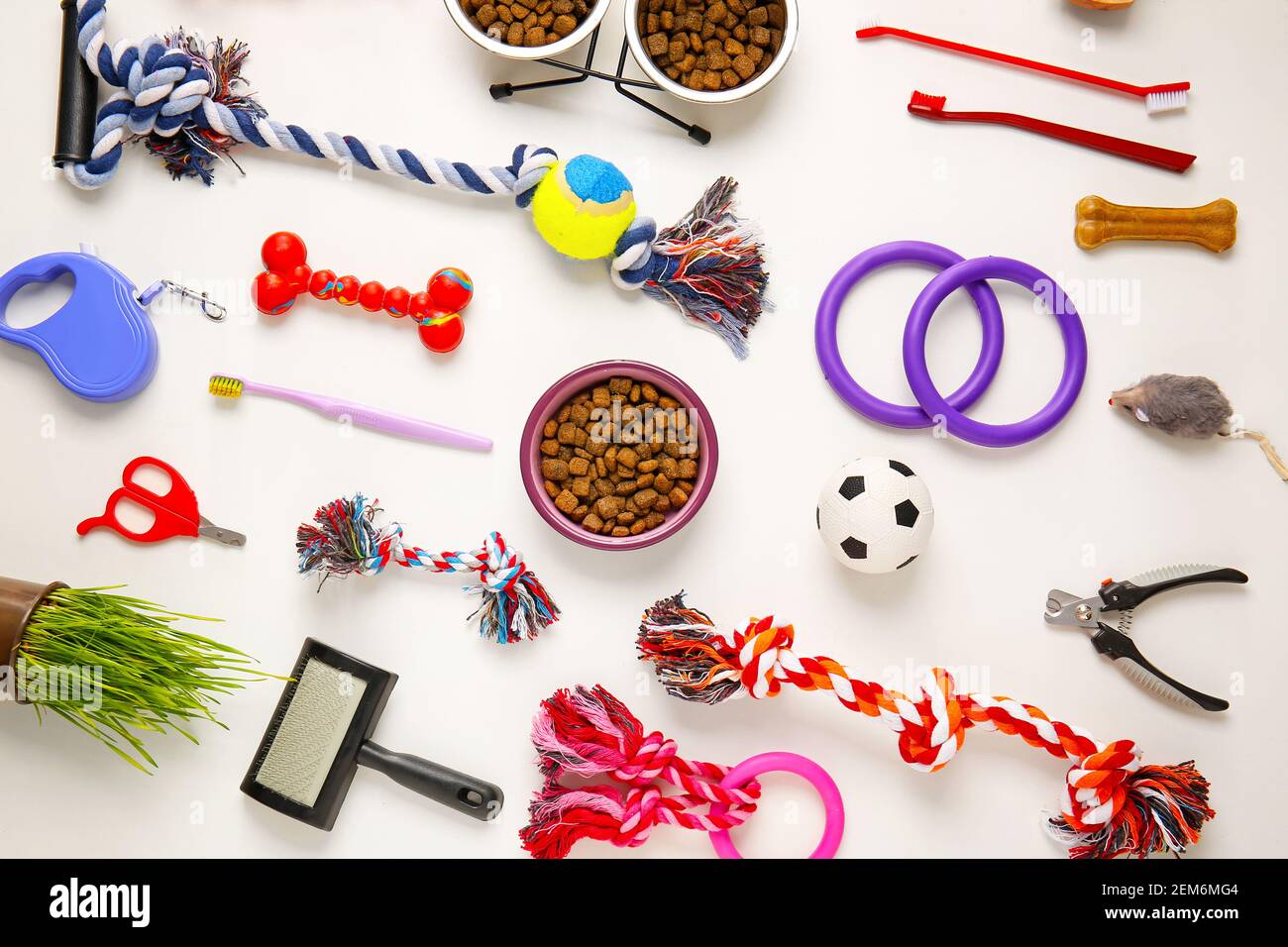 Different pet care accessories on white background Stock Photo - Alamy