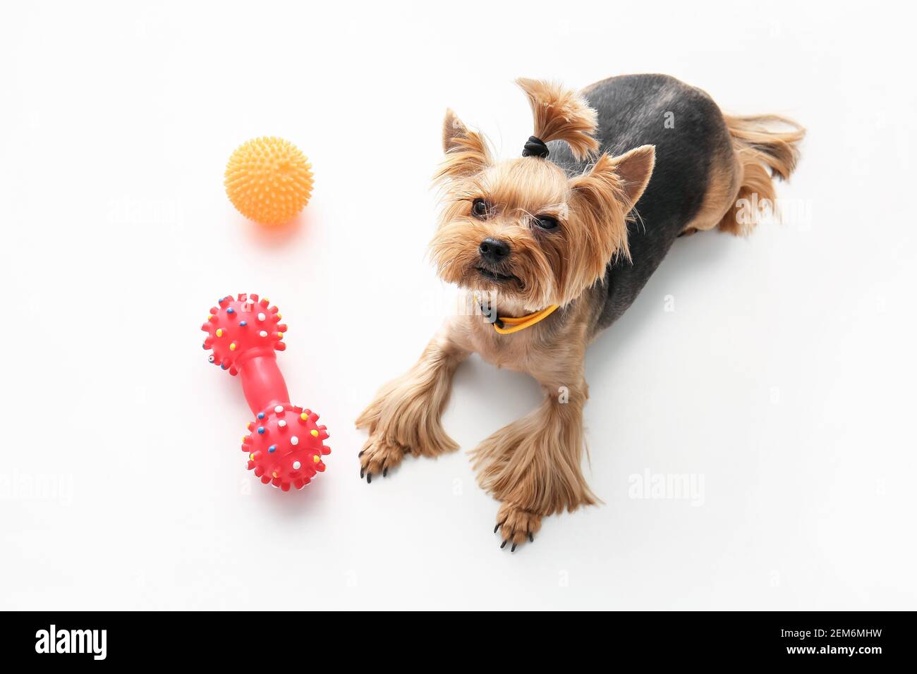 Set lying puppy cute Cut Out Stock Images & Pictures - Alamy