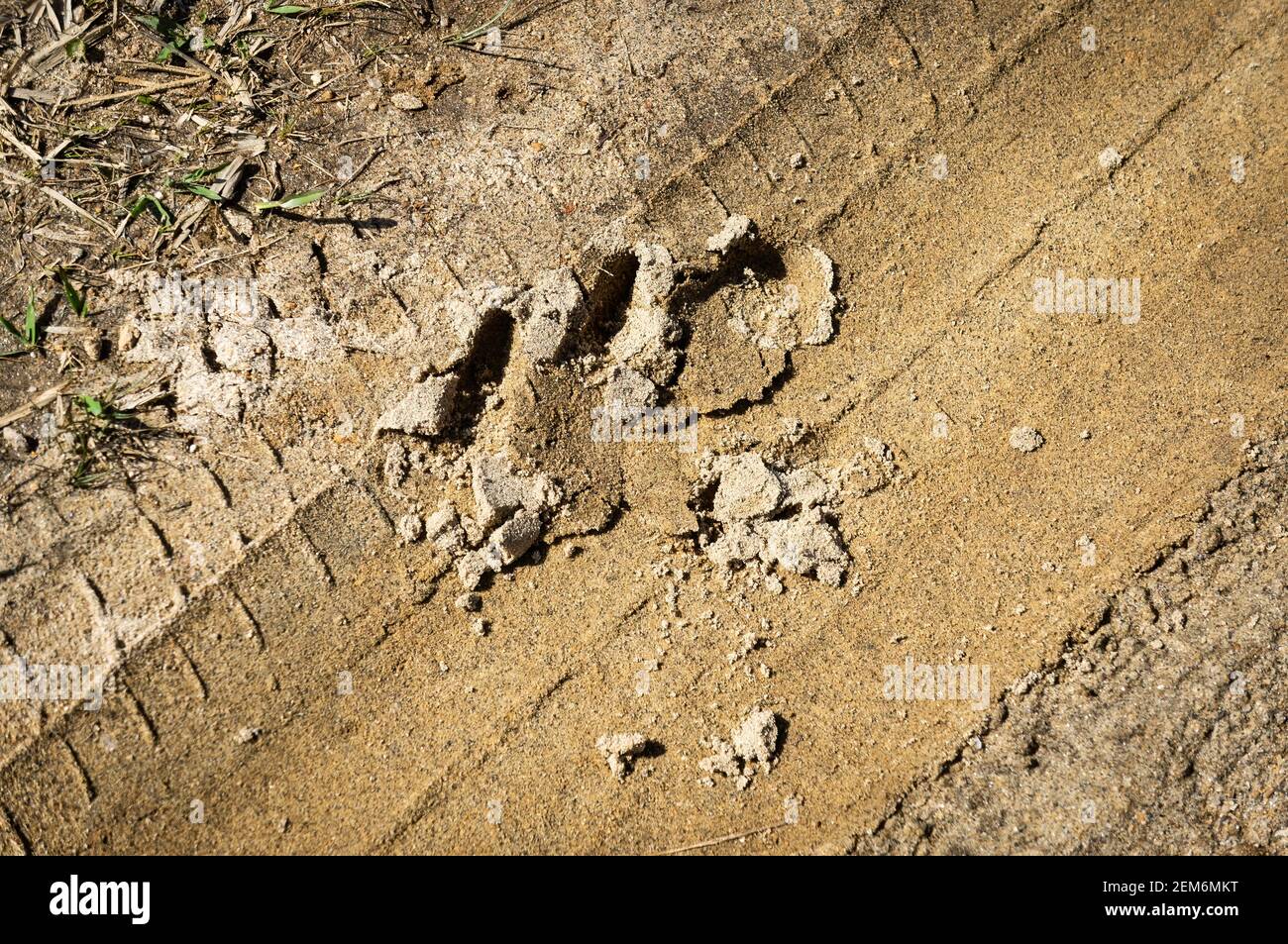 Tapir footprint hi-res stock photography and images - Alamy