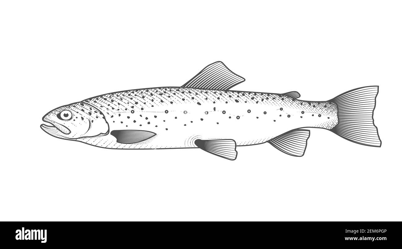 Trout Outline