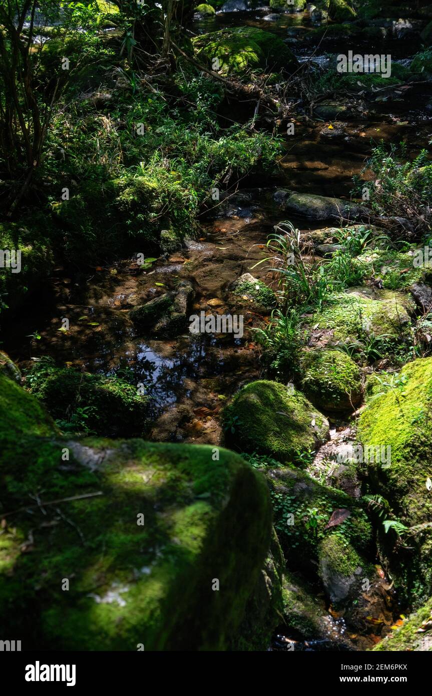 Rocks and stones covered with moss in the natural pool formed by ...