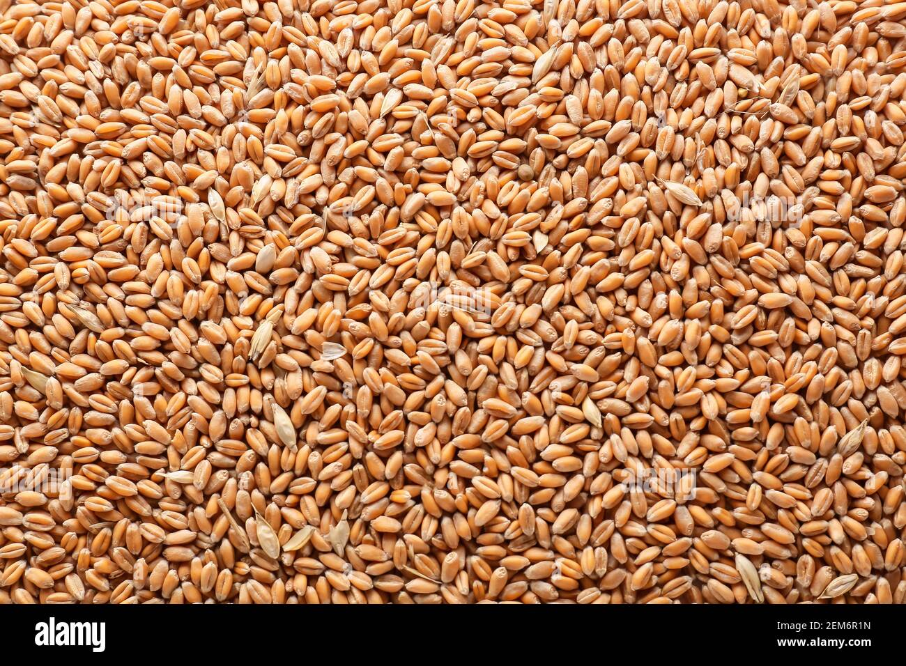 Texture of wheat grains as background Stock Photo - Alamy