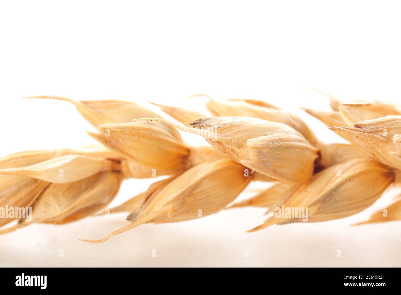 Wheat spikelet on white background, closeup Stock Photo - Alamy