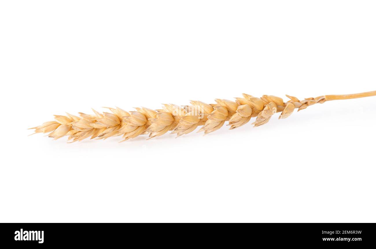 Spikelet wheat grains on Cut Out Stock Images & Pictures - Alamy