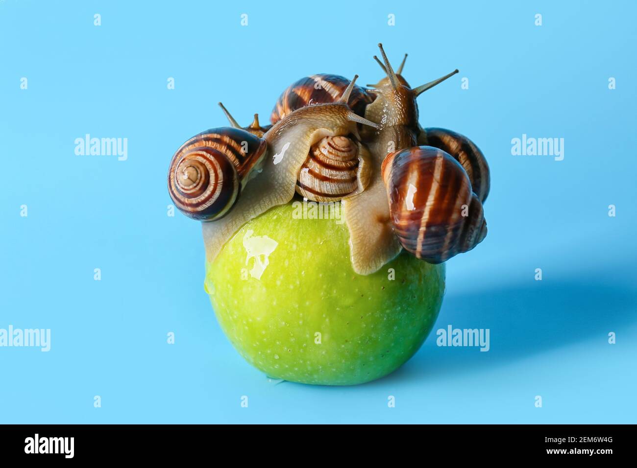 Snails and apple on color background Stock Photo - Alamy