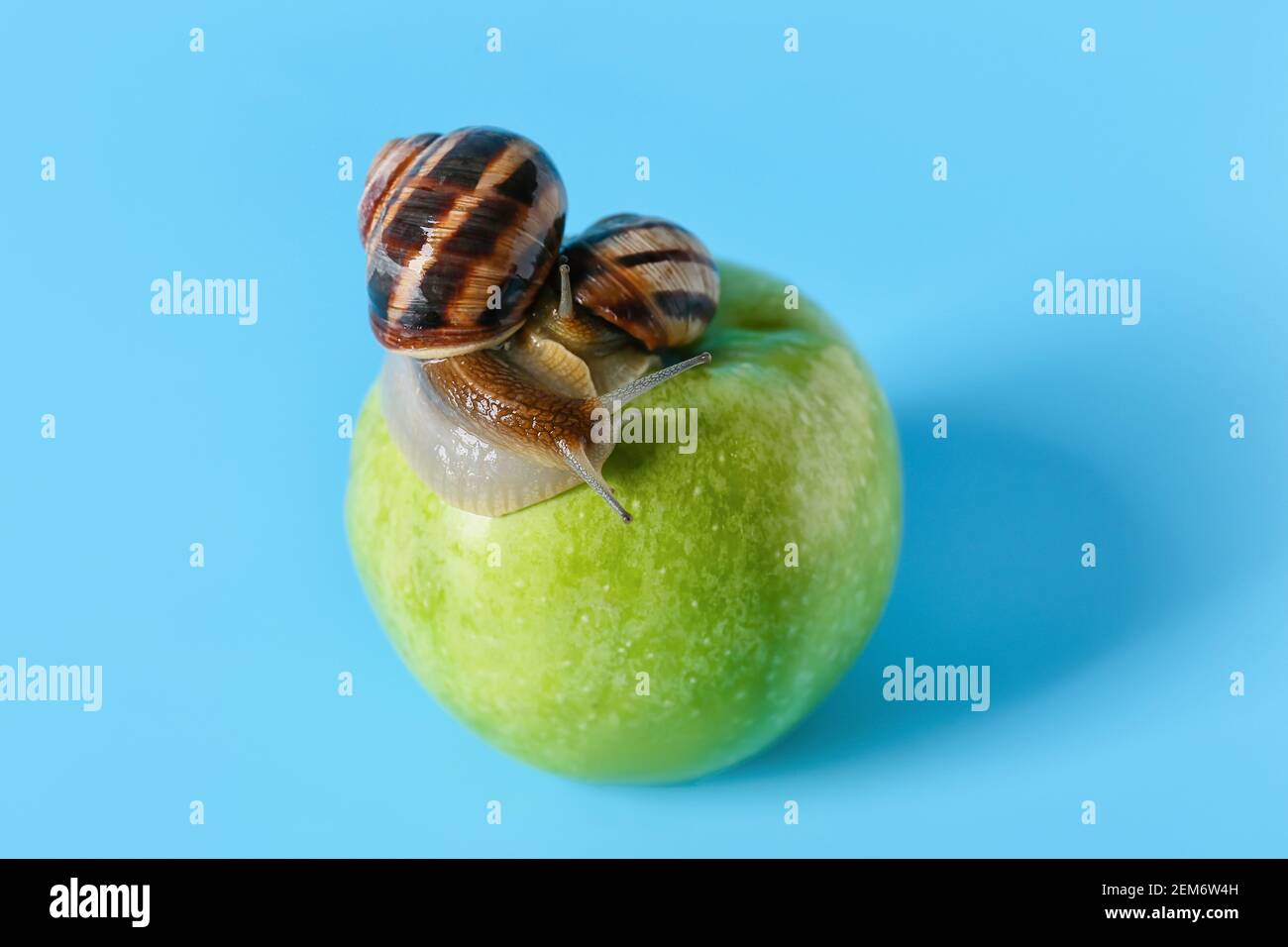 Snails and apple on color background Stock Photo - Alamy