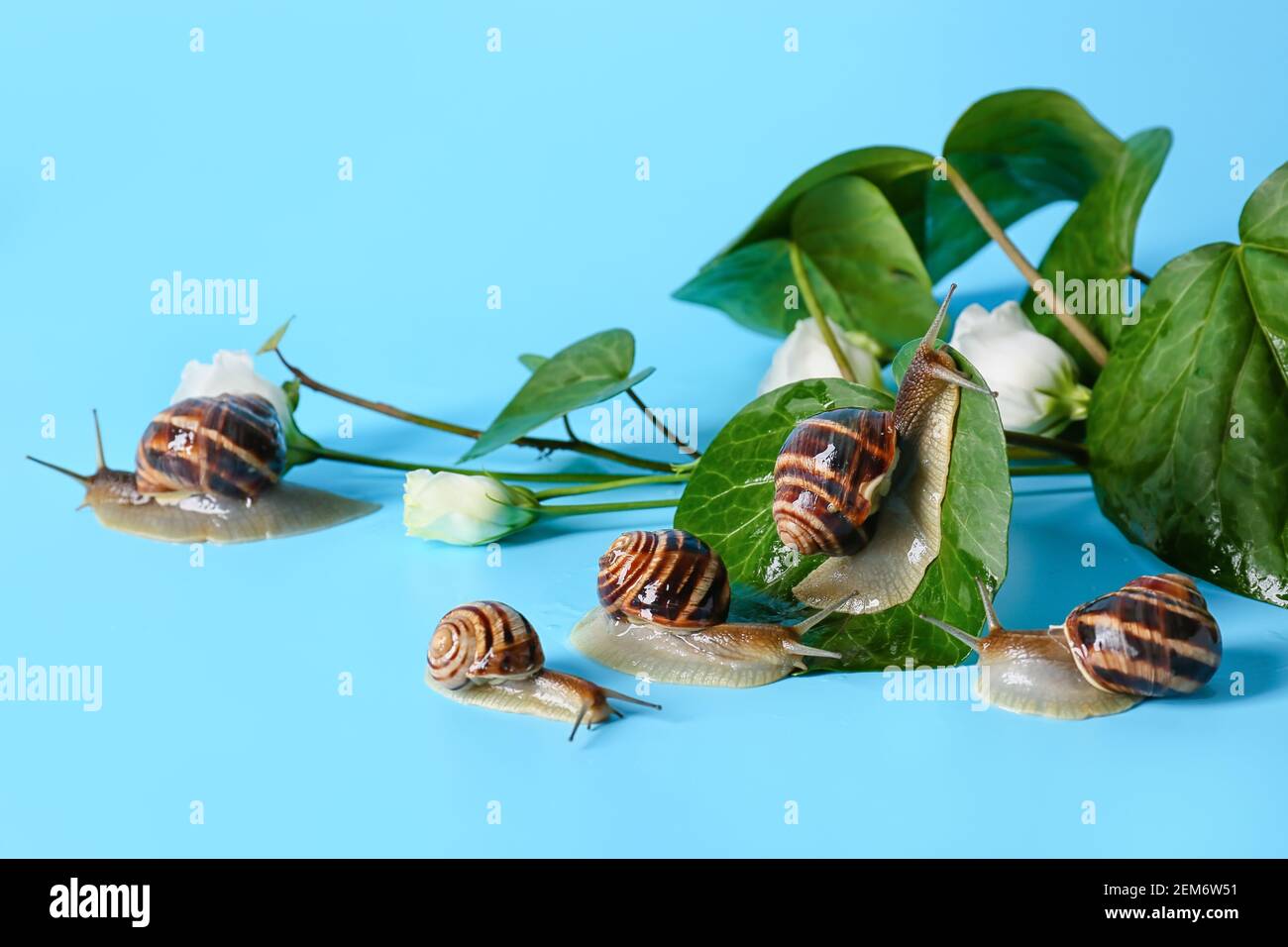 Snails at plant hi-res stock photography and images - Alamy