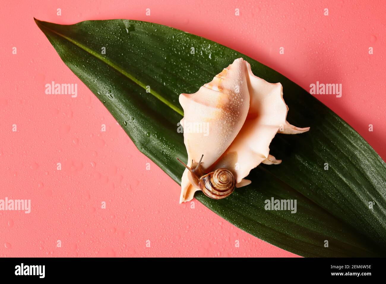 Snail, sea shell and green leaf on color background Stock Photo - Alamy